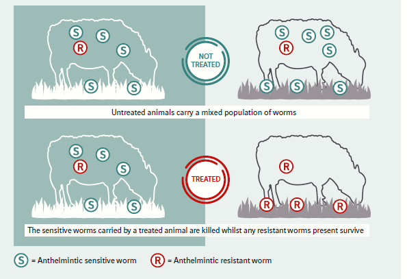 Sheep Round Worms | Farm News | Farmers Guardian