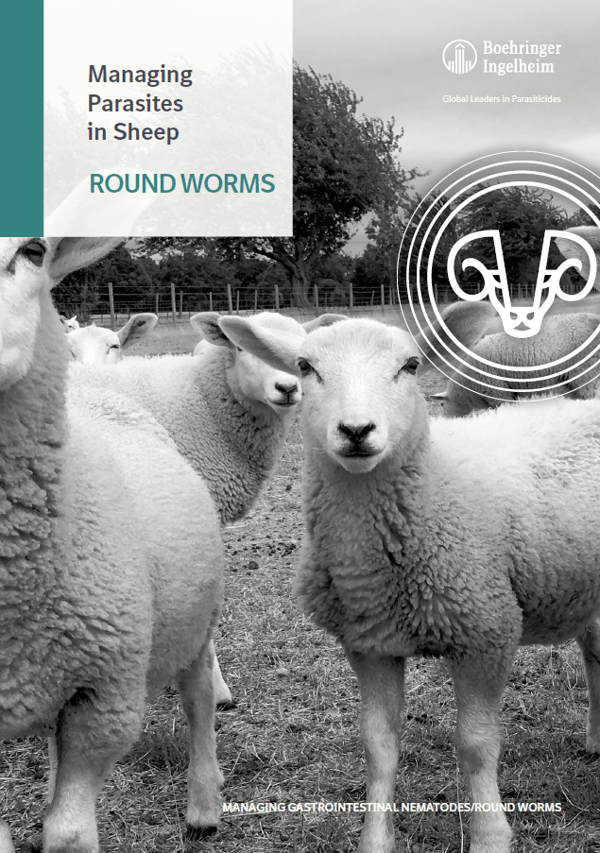 Sheep Round Worms | Farm News | Farmers Guardian